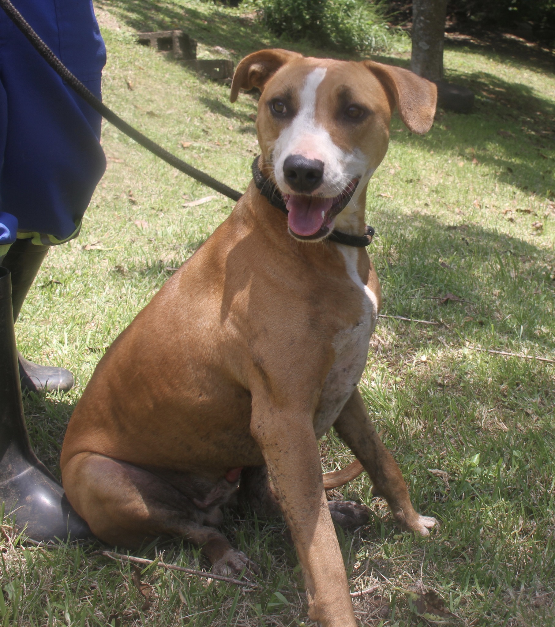 Adopt | Paw Prints Rescue & Rehoming