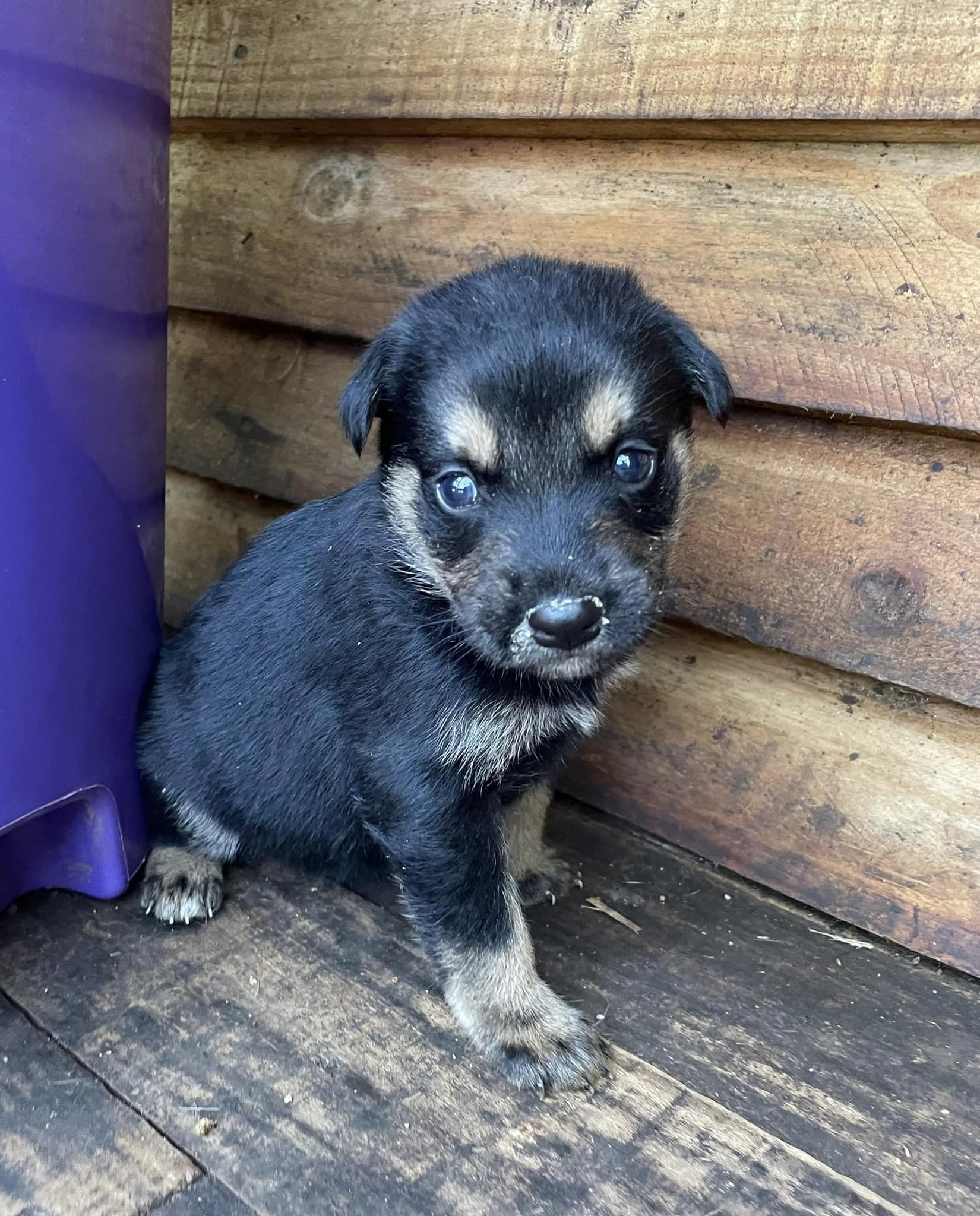 Adopt | Paw Prints Rescue & Rehoming