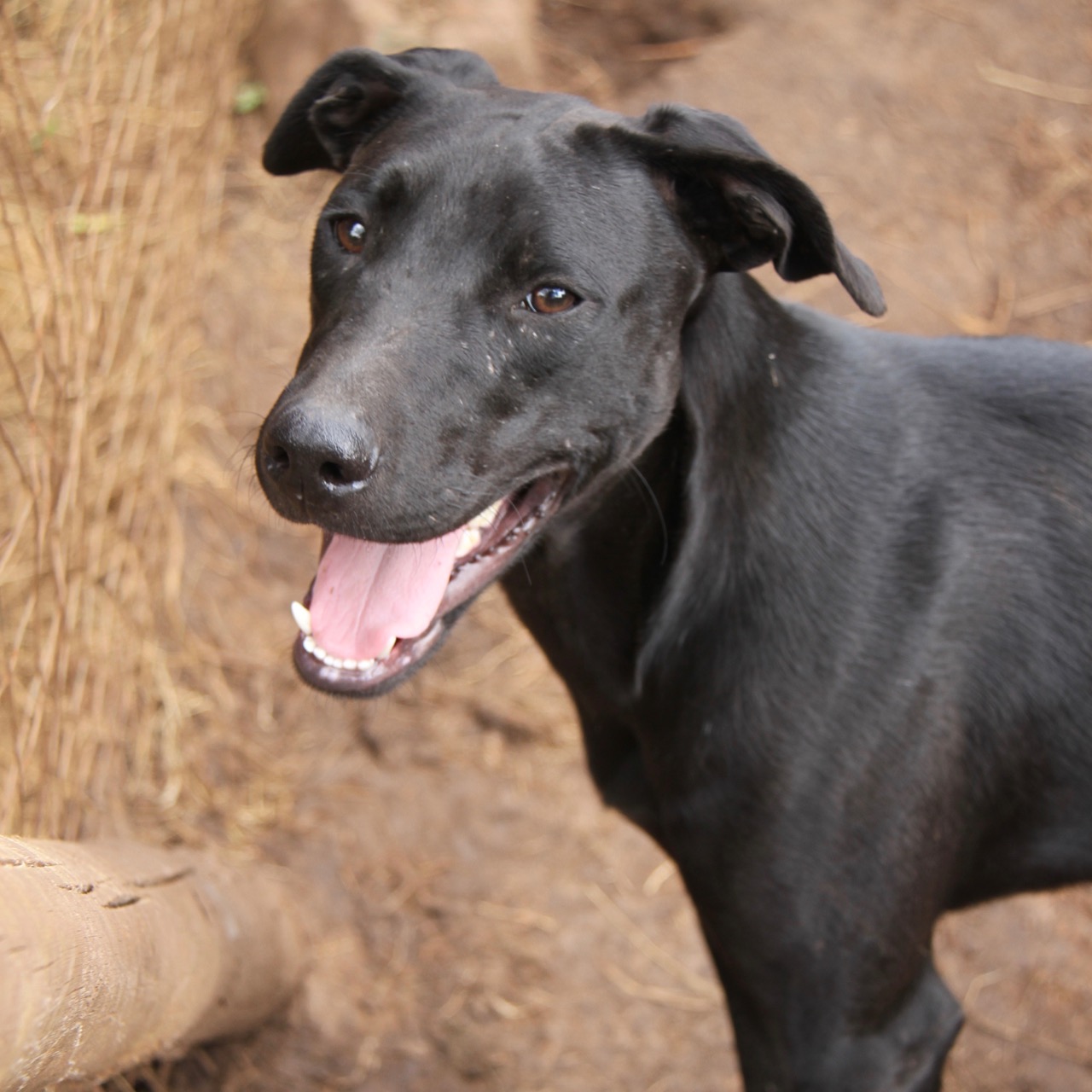 Adopt | Paw Prints Rescue & Rehoming