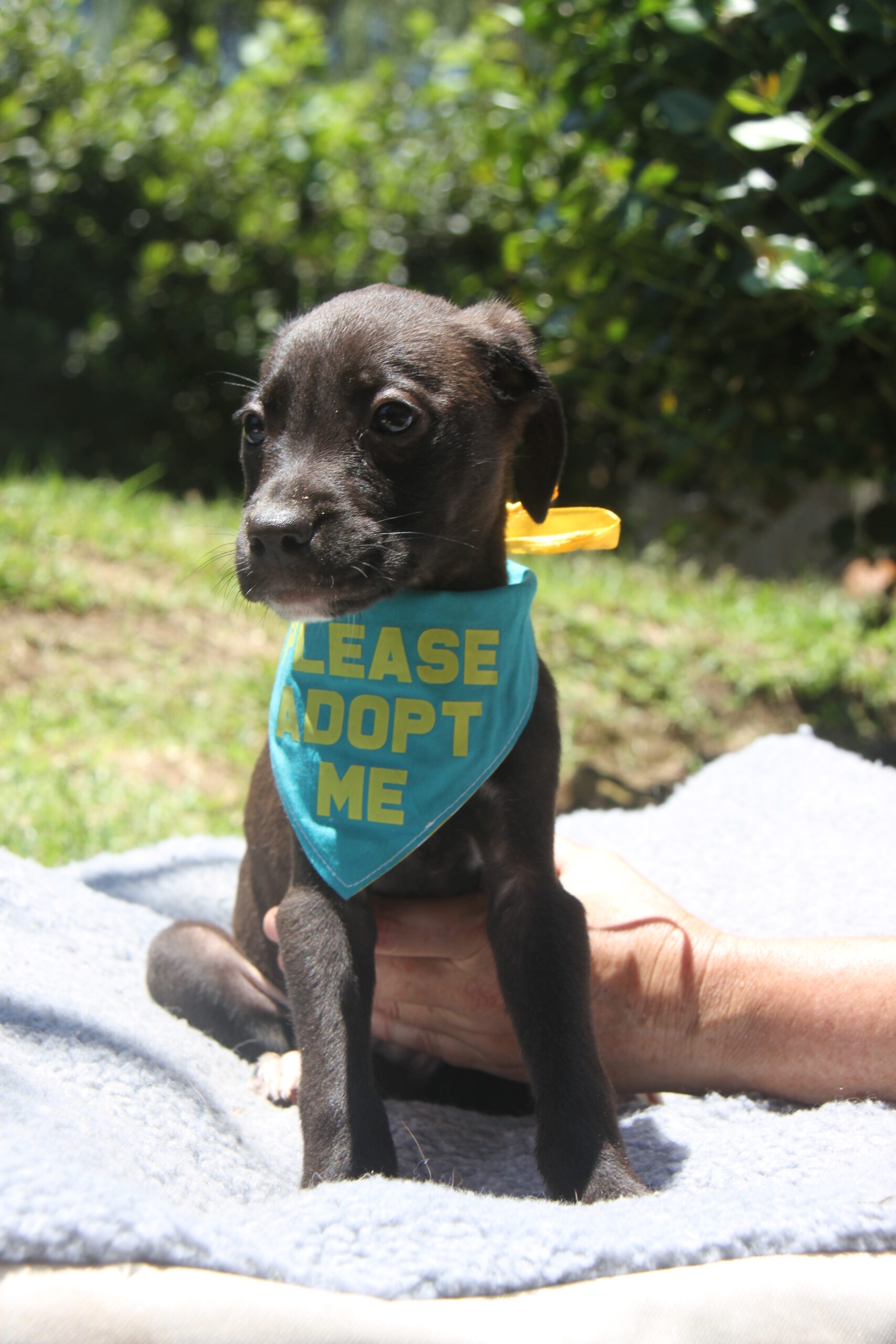 Adopt | Paw Prints Rescue & Rehoming