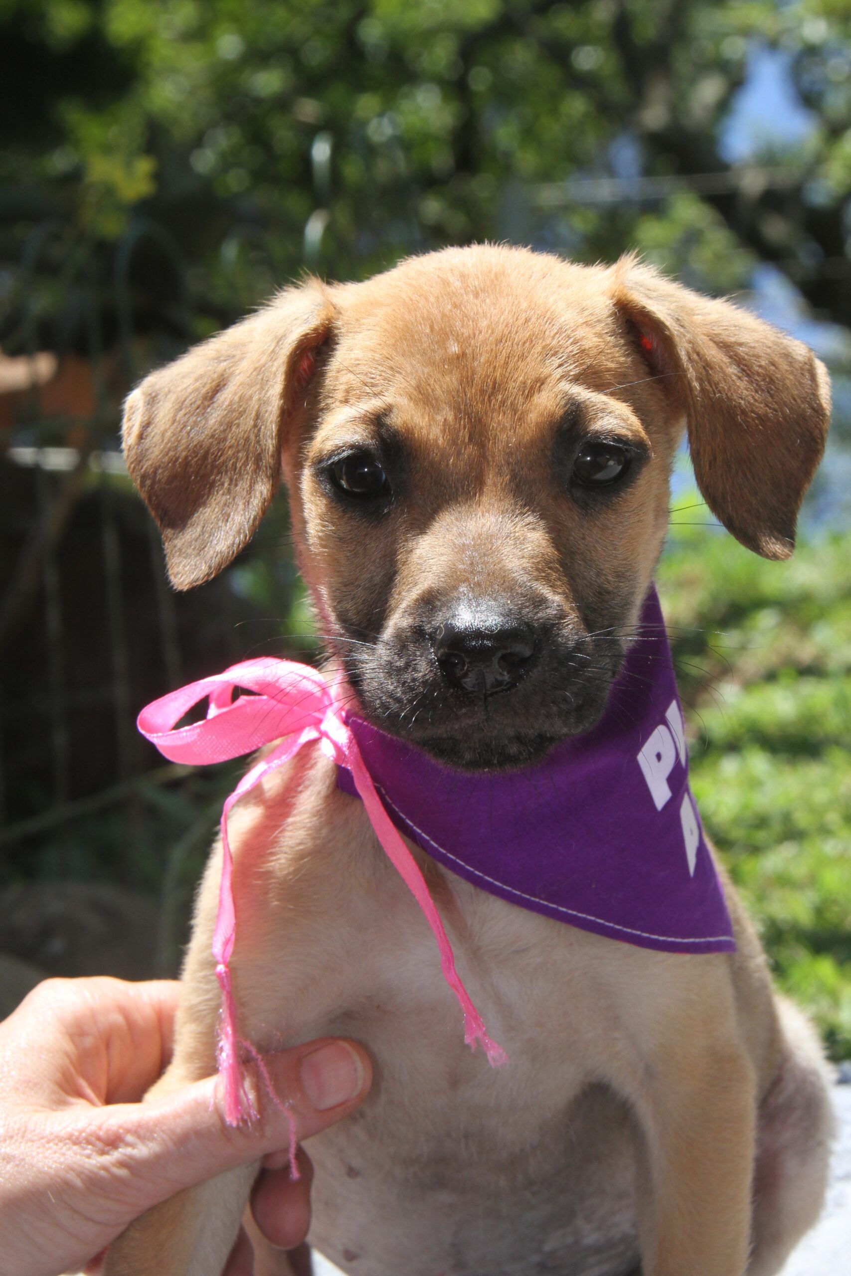 Adopt | Paw Prints Rescue & Rehoming