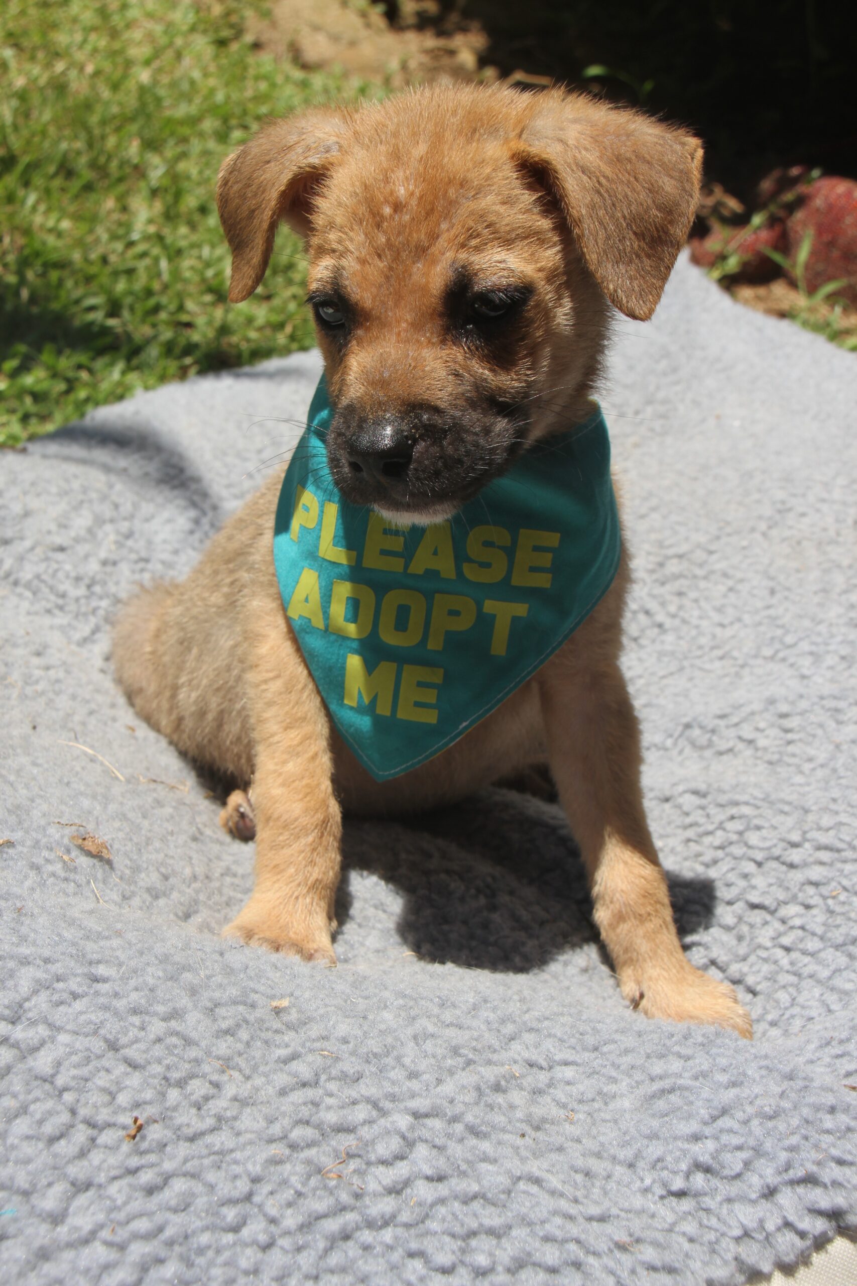 Adopt | Paw Prints Rescue & Rehoming