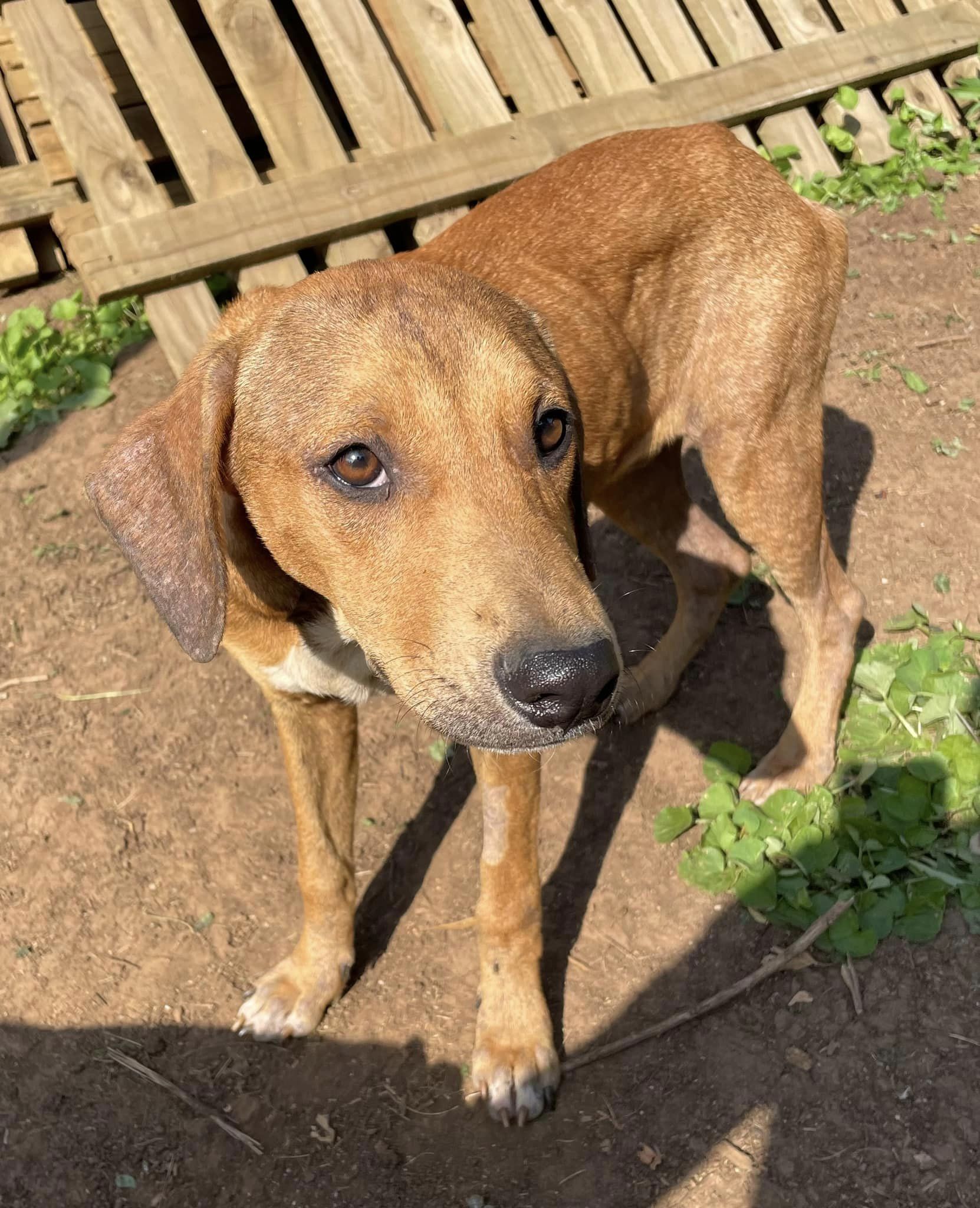 Adopt | Paw Prints Rescue & Rehoming