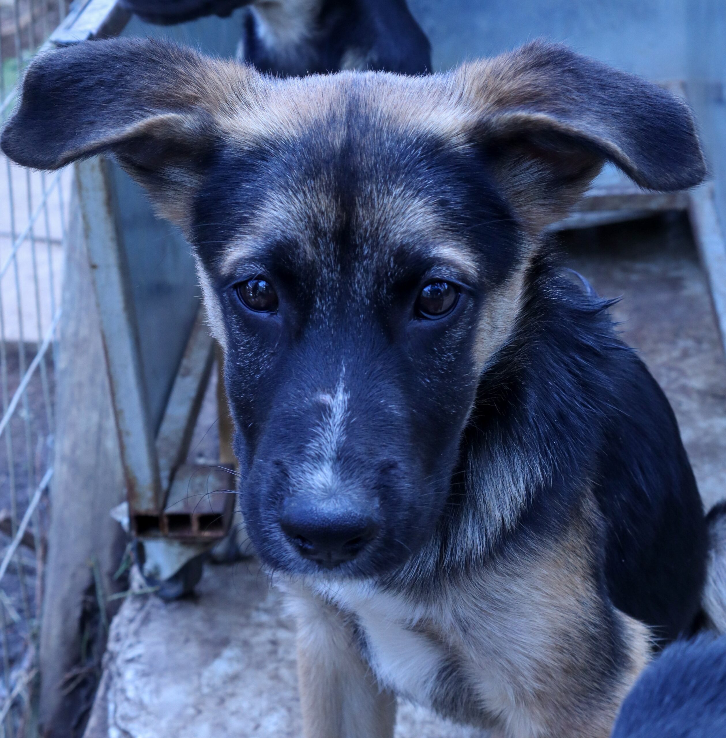 Adopt | Paw Prints Rescue & Rehoming