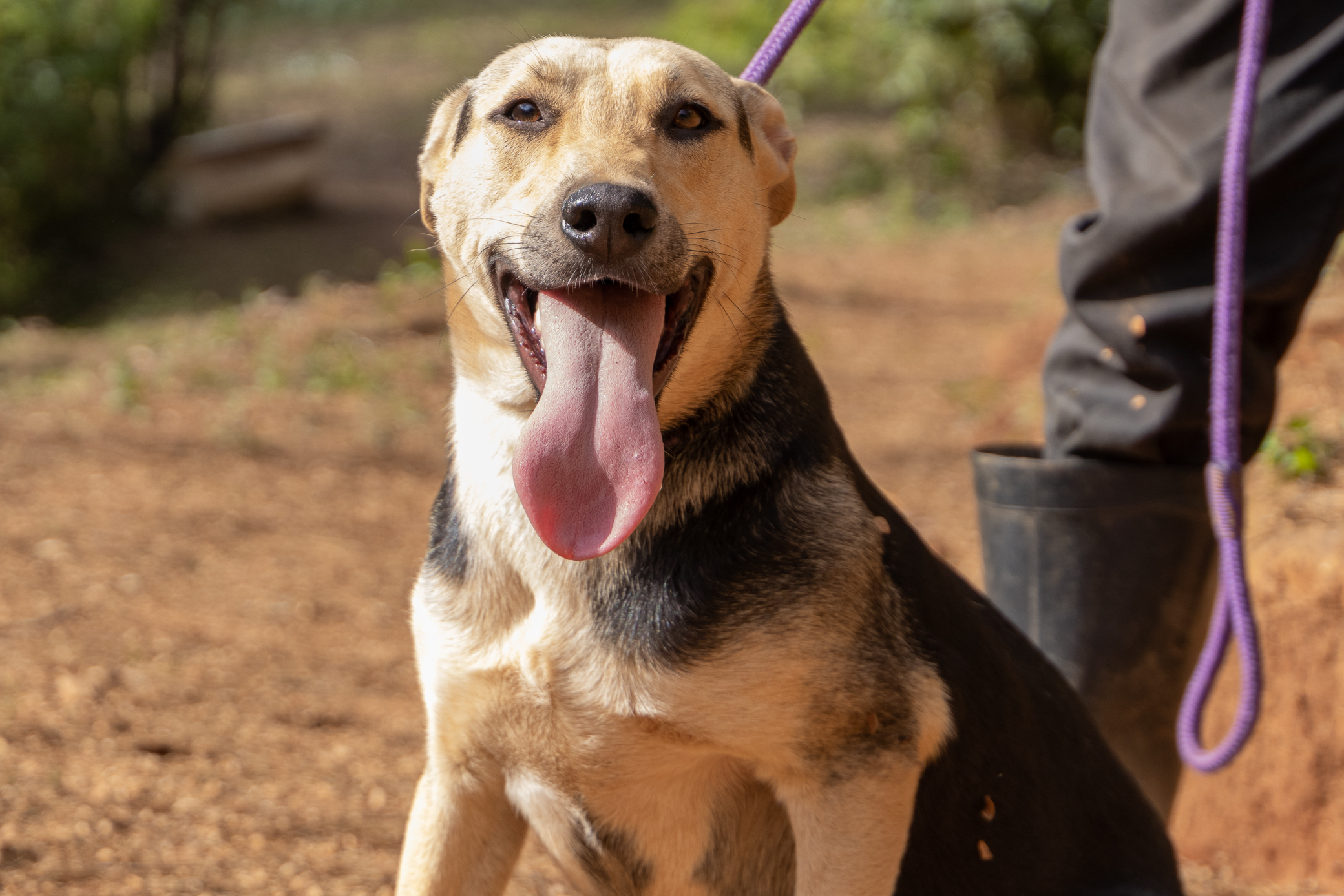 Adopt | Paw Prints Rescue & Rehoming