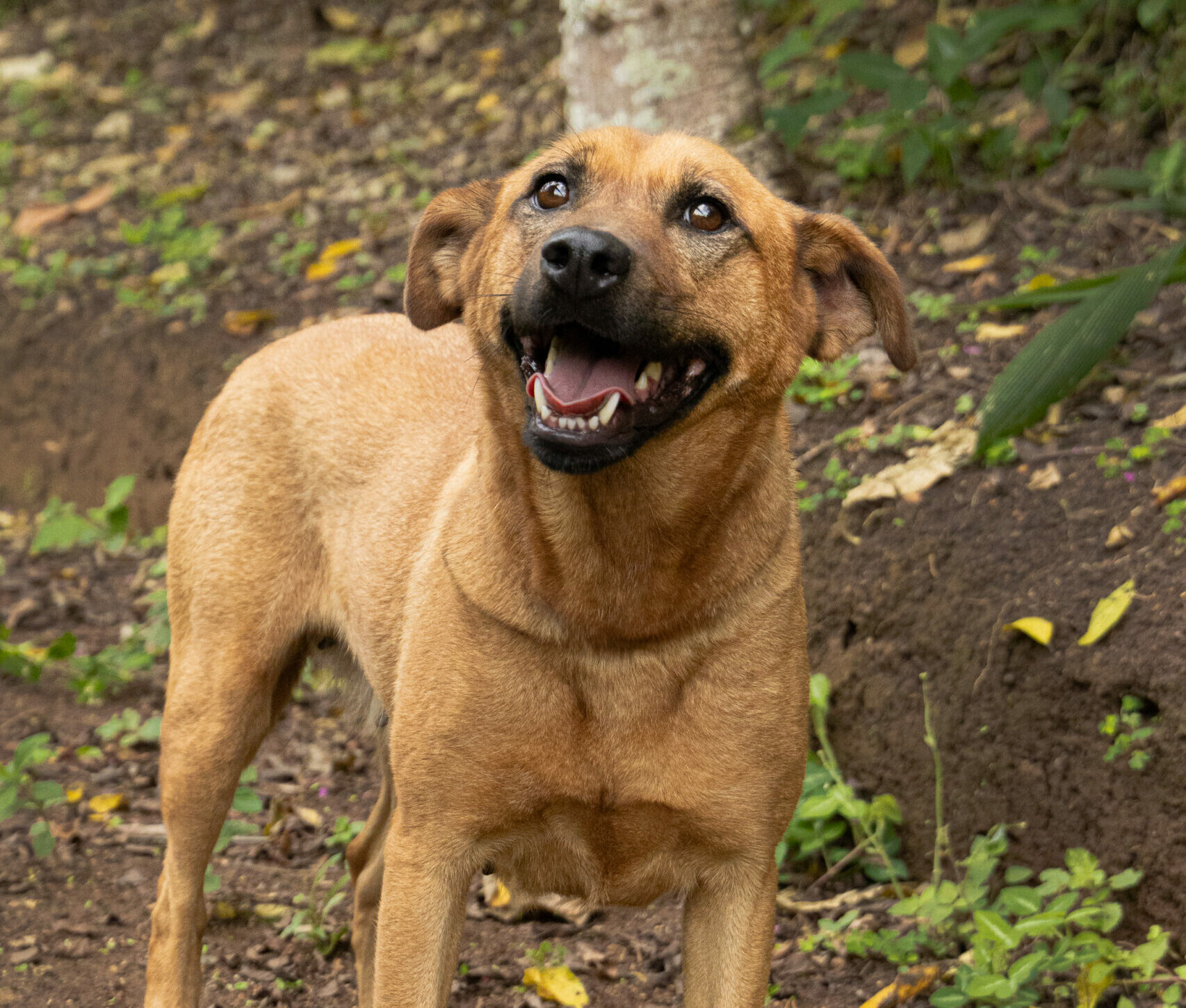 Adopt | Paw Prints Rescue & Rehoming