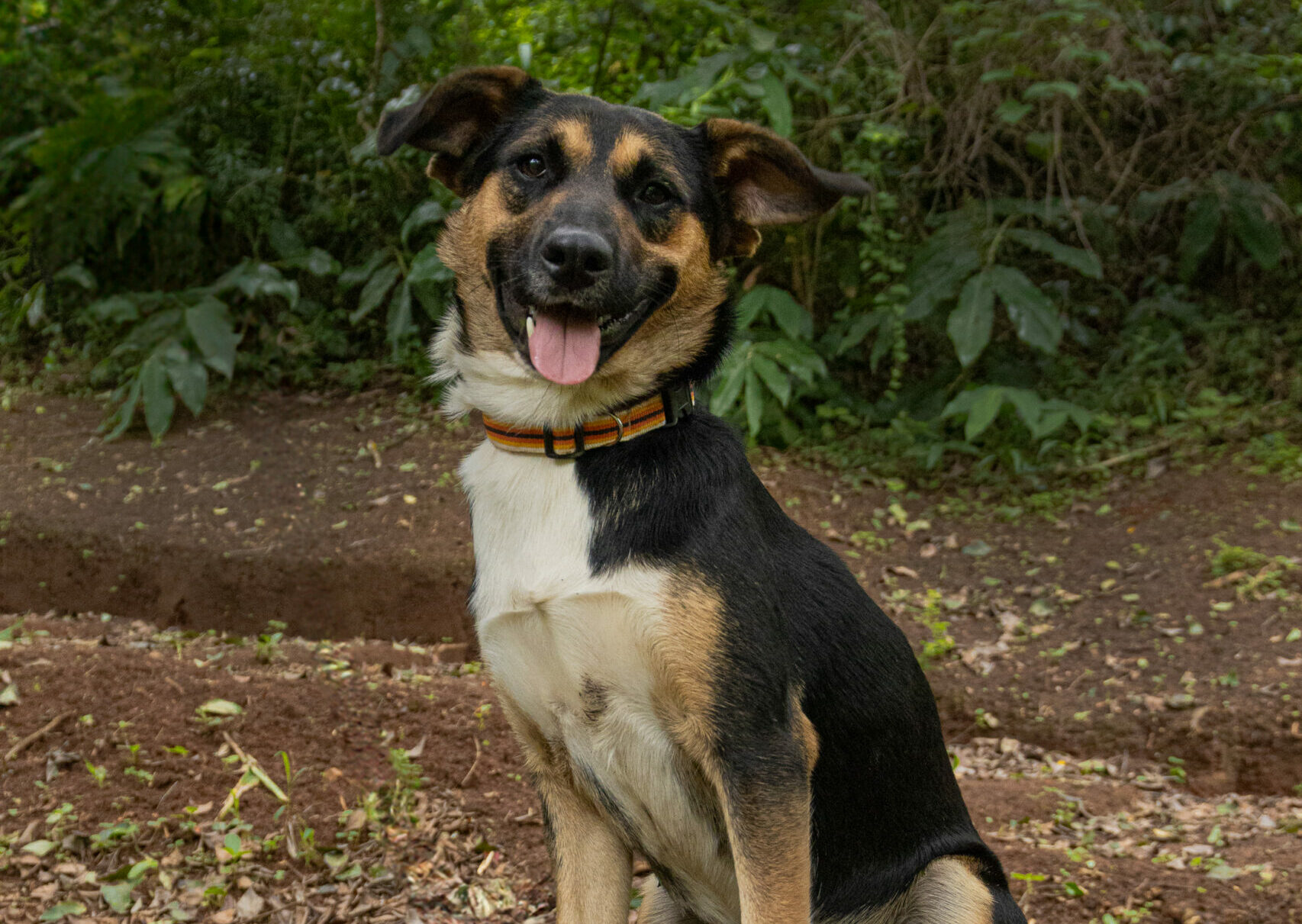 Adopt | Paw Prints Rescue & Rehoming