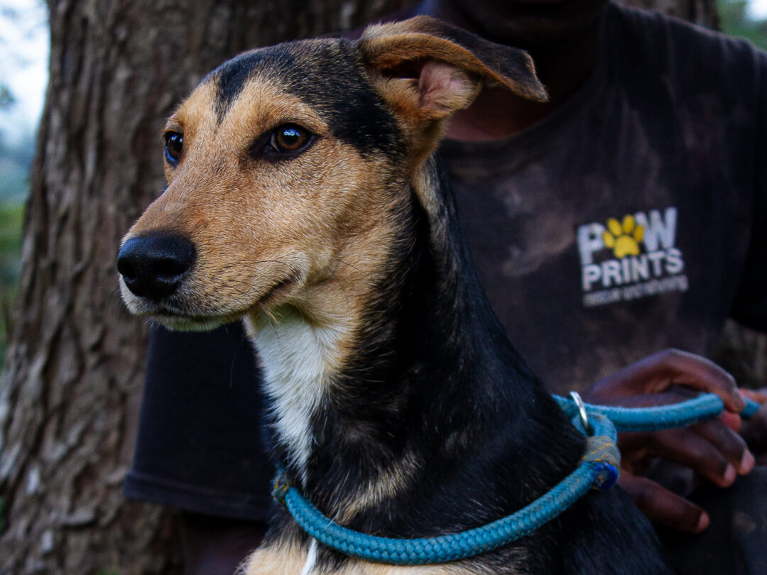 Adopt | Paw Prints Rescue & Rehoming