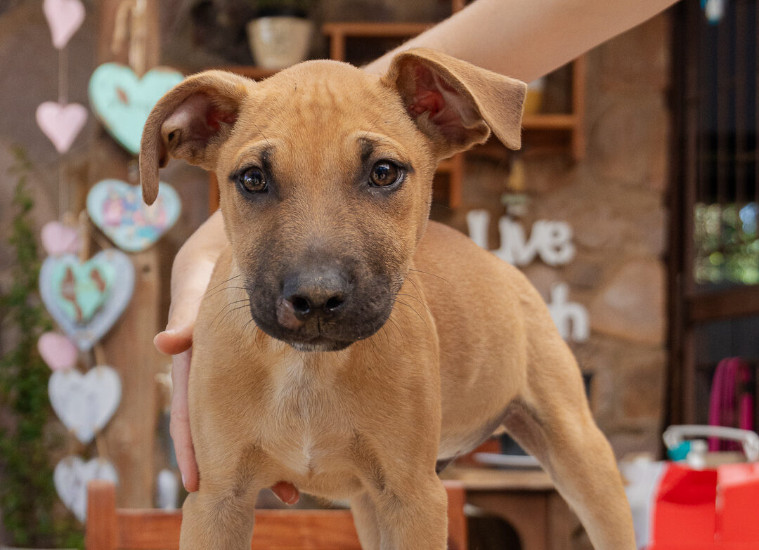 Adopt | Paw Prints Rescue & Rehoming