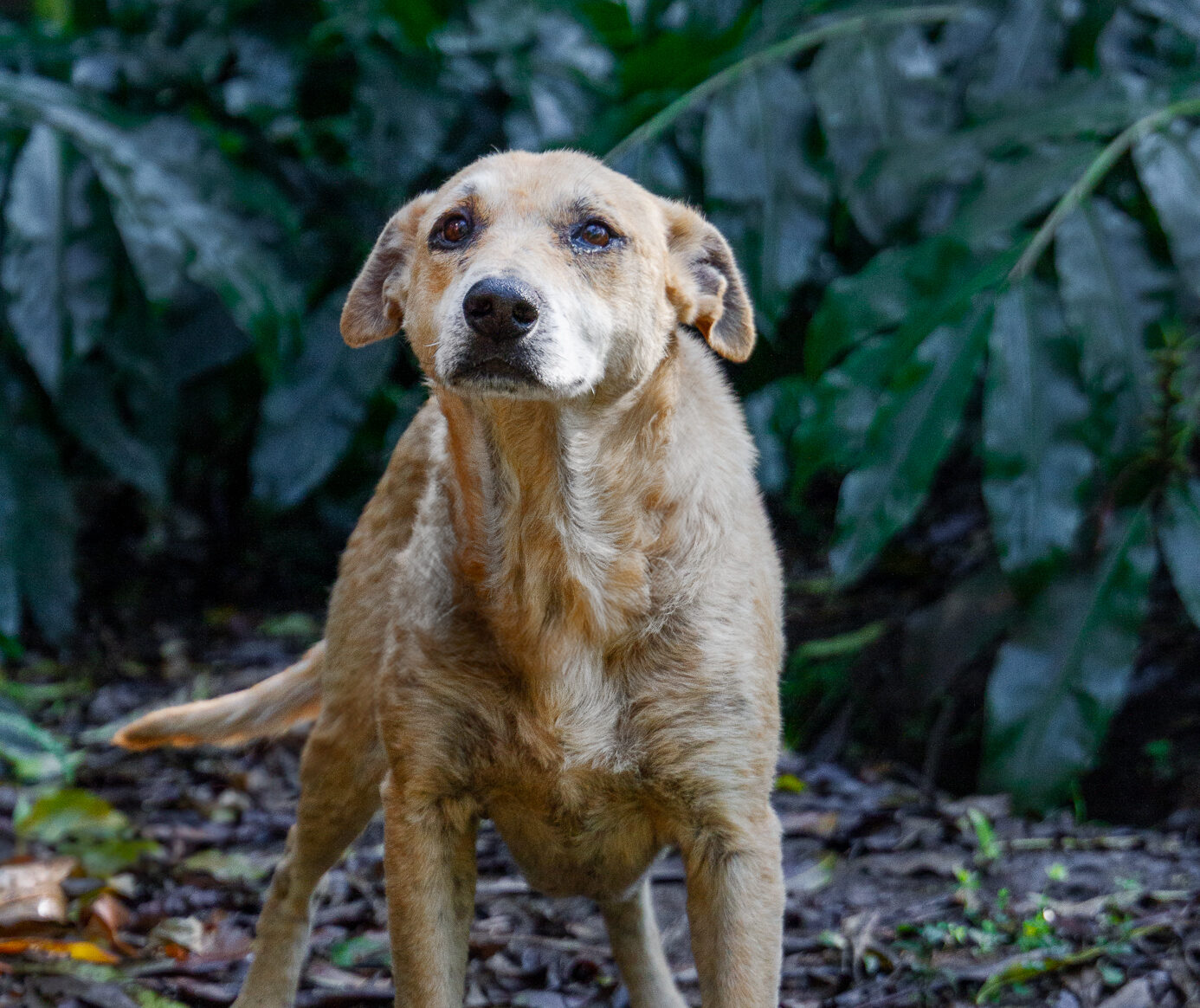 Adopt | Paw Prints Rescue & Rehoming