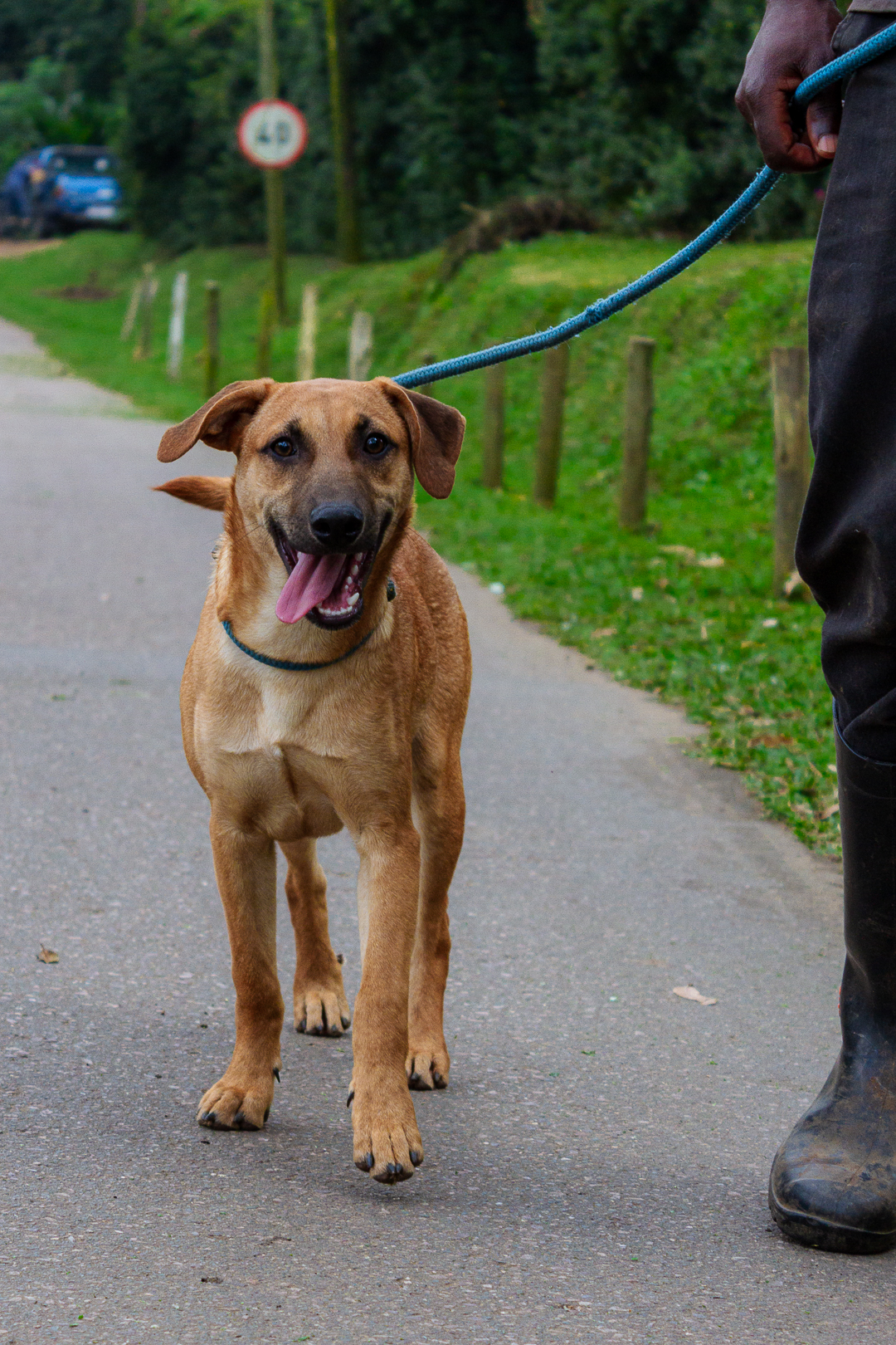 Adopt | Paw Prints Rescue & Rehoming