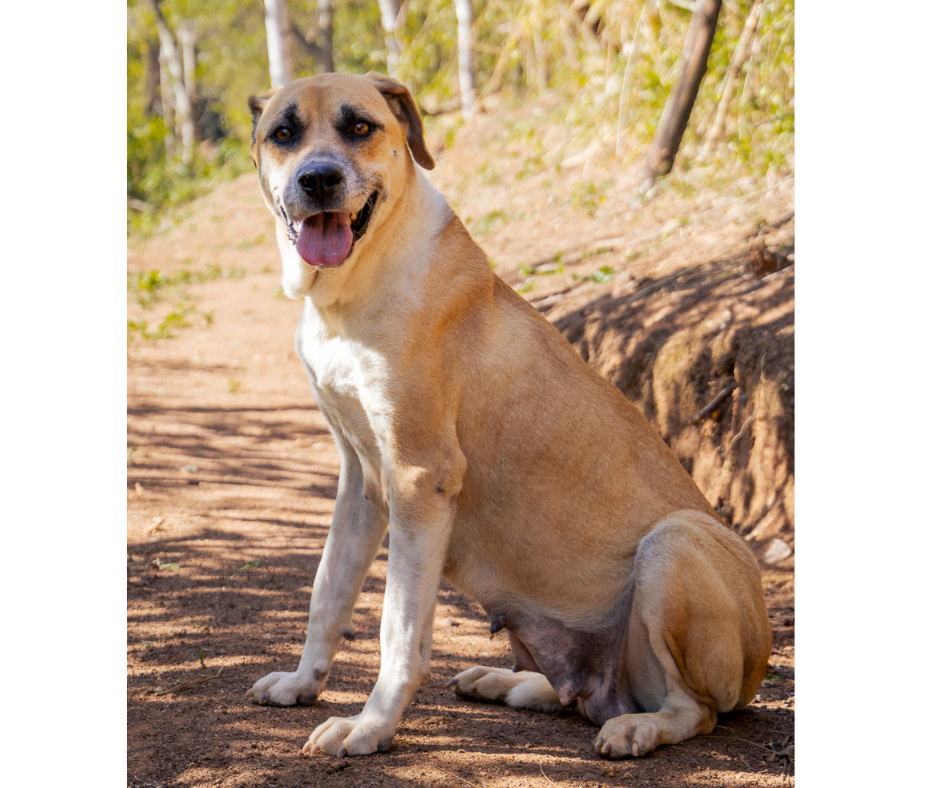 Adopt | Paw Prints Rescue & Rehoming