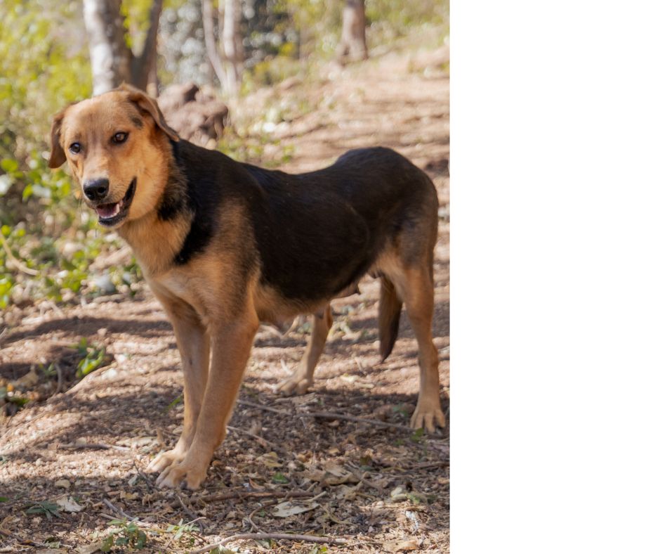 Adopt | Paw Prints Rescue & Rehoming