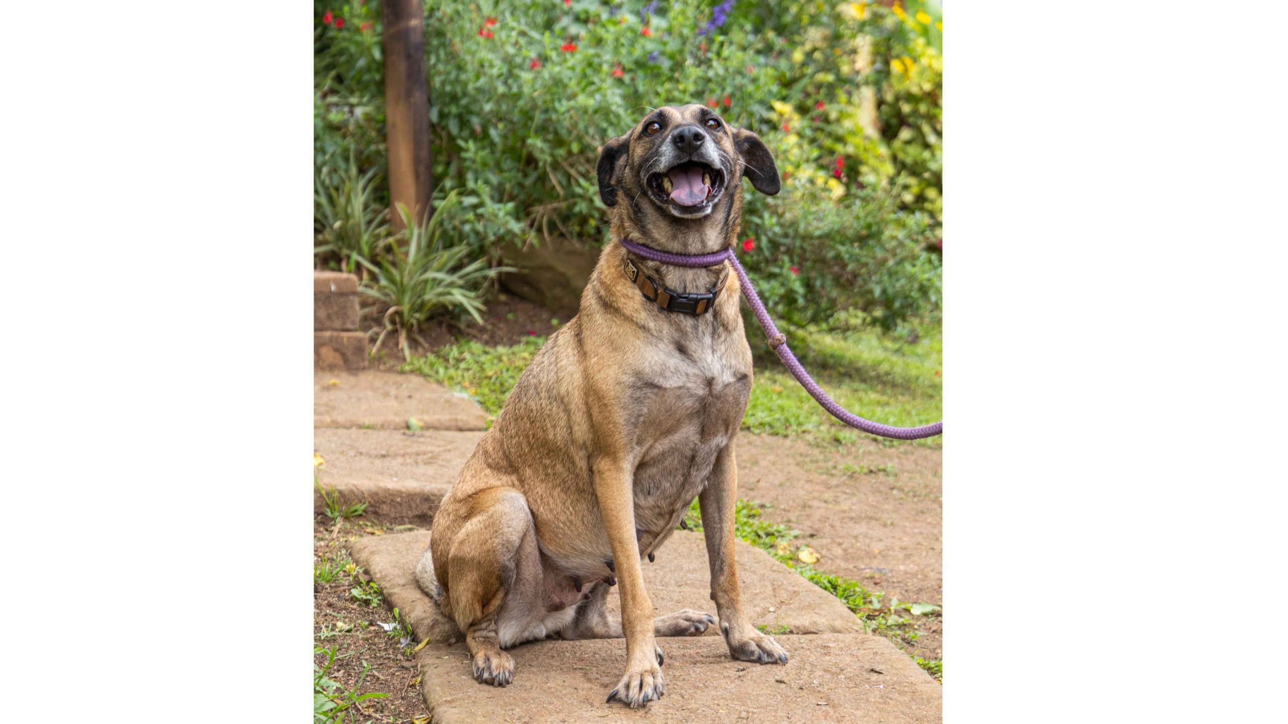 Adopt | Paw Prints Rescue & Rehoming