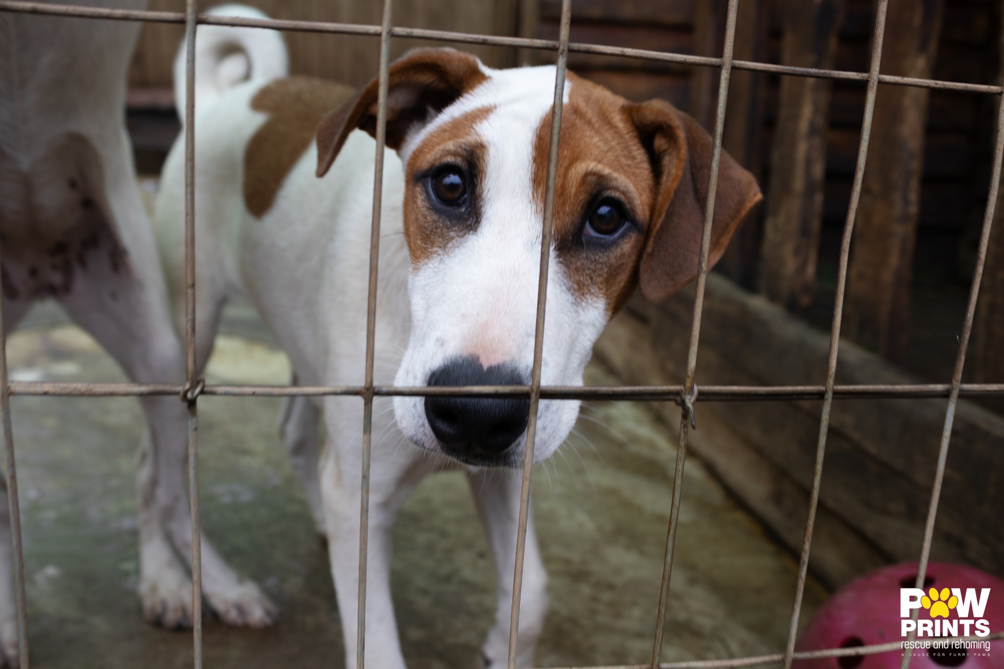 Adopt | Paw Prints Rescue & Rehoming