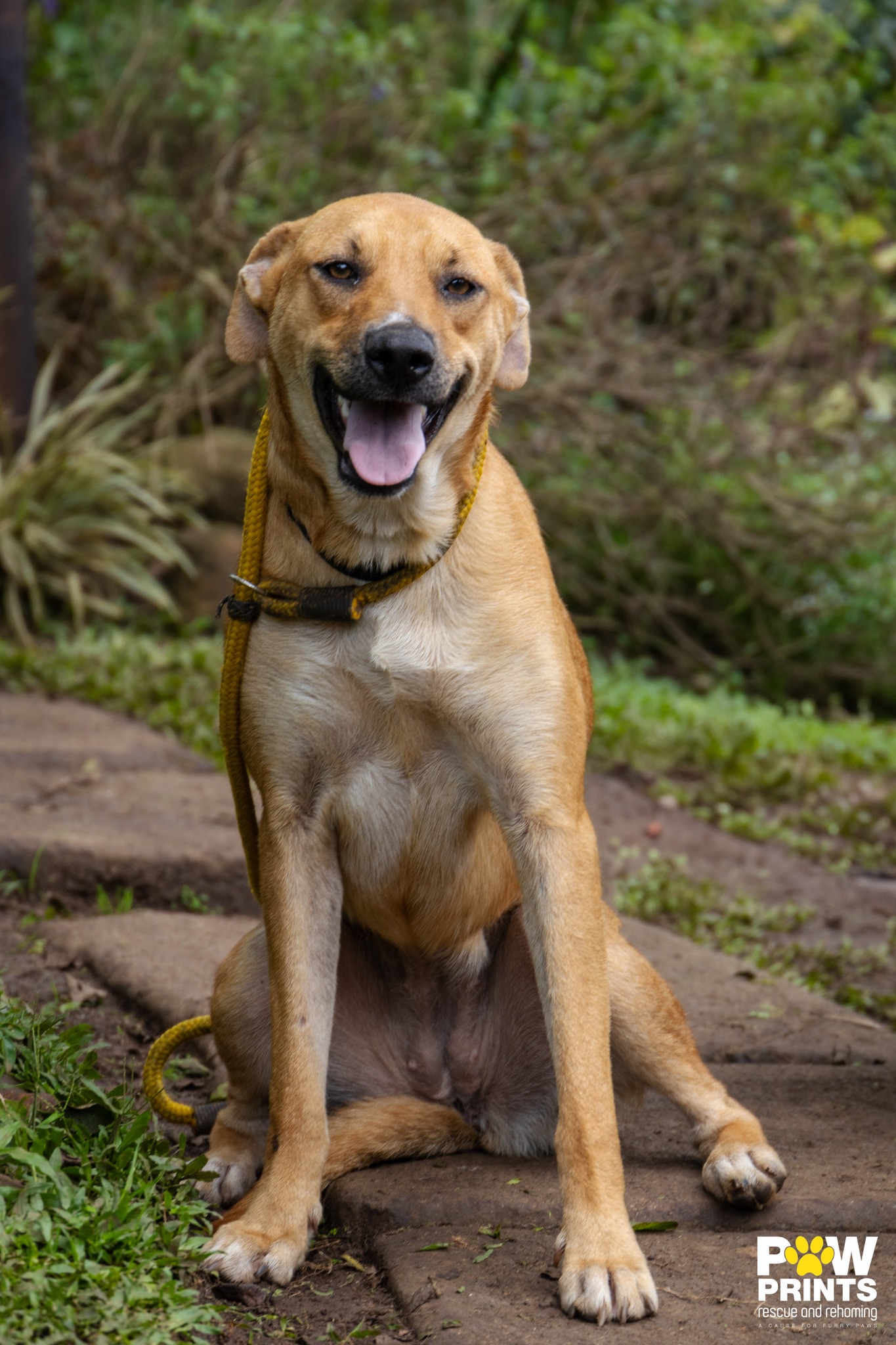 Adopt | Paw Prints Rescue & Rehoming