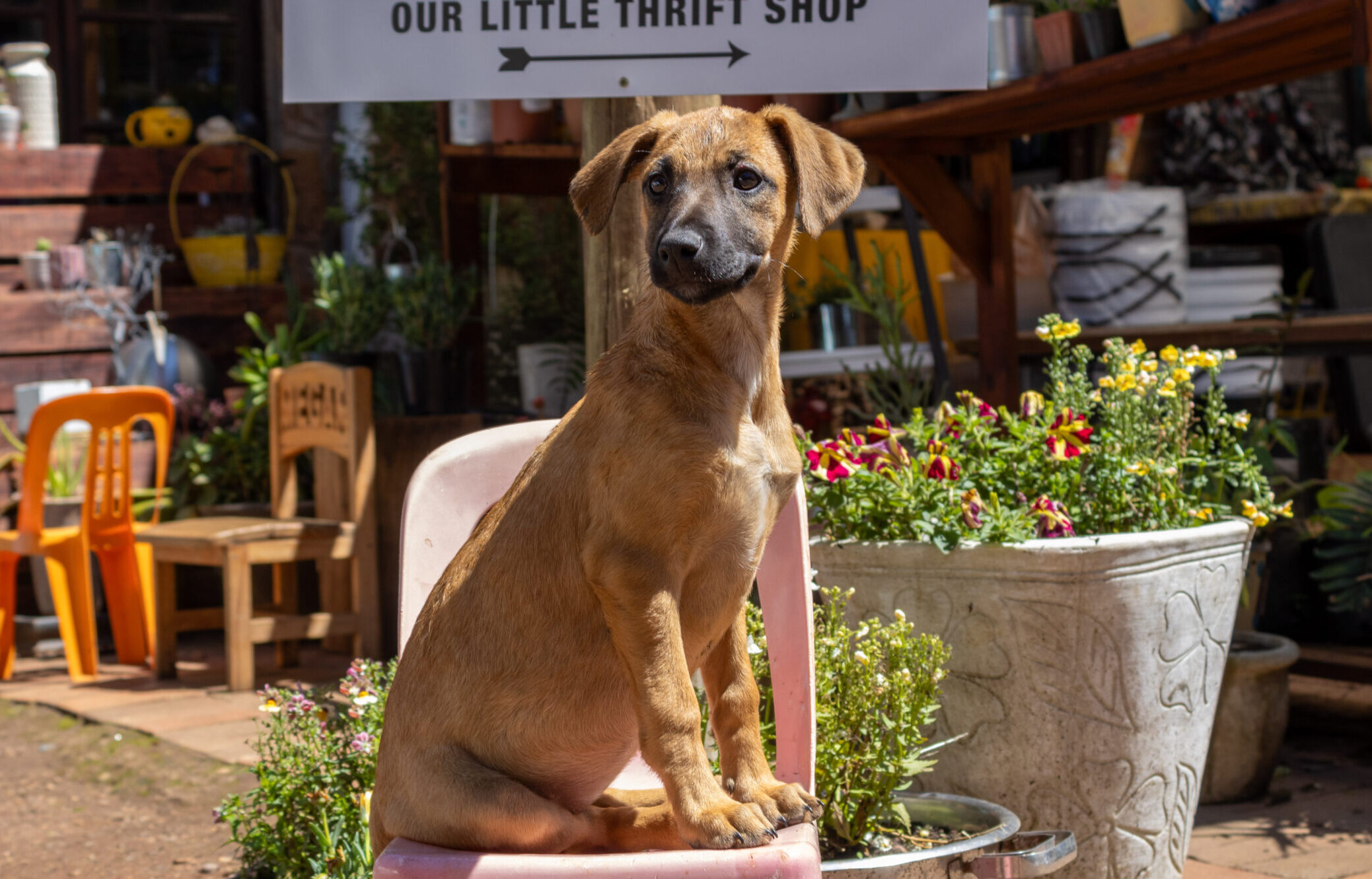 Adopt | Paw Prints Rescue & Rehoming