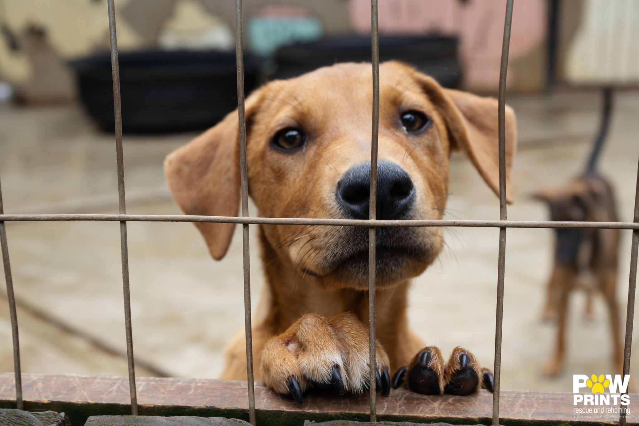 Adopt | Paw Prints Rescue & Rehoming