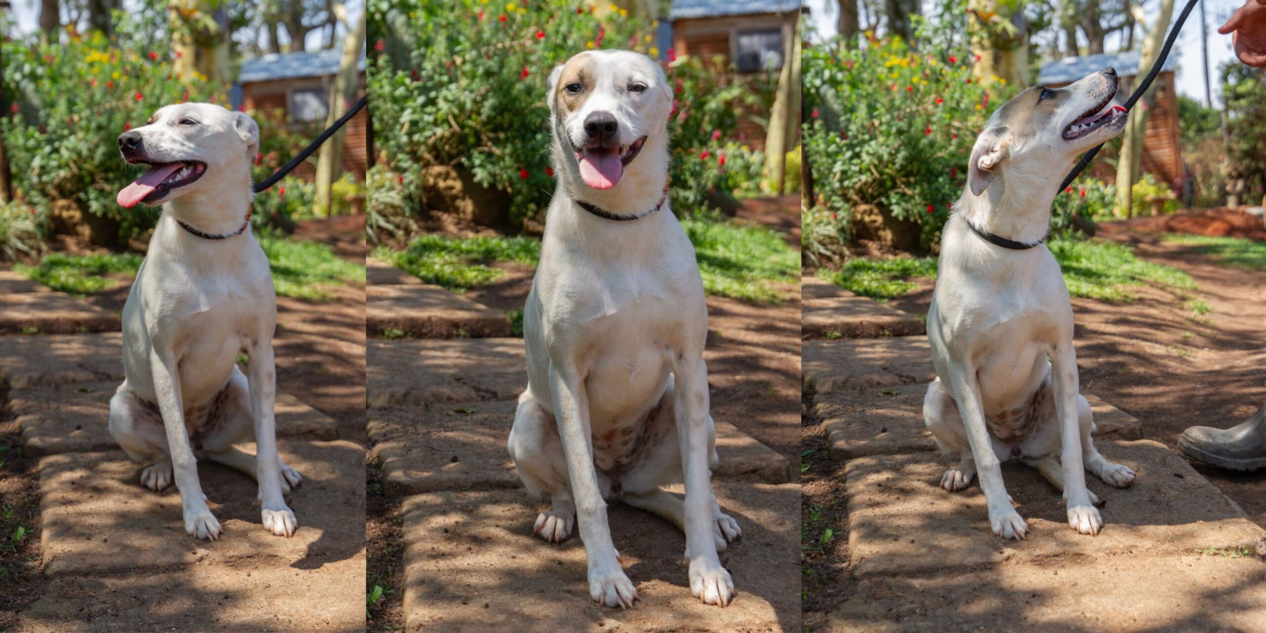 Adopt | Paw Prints Rescue & Rehoming