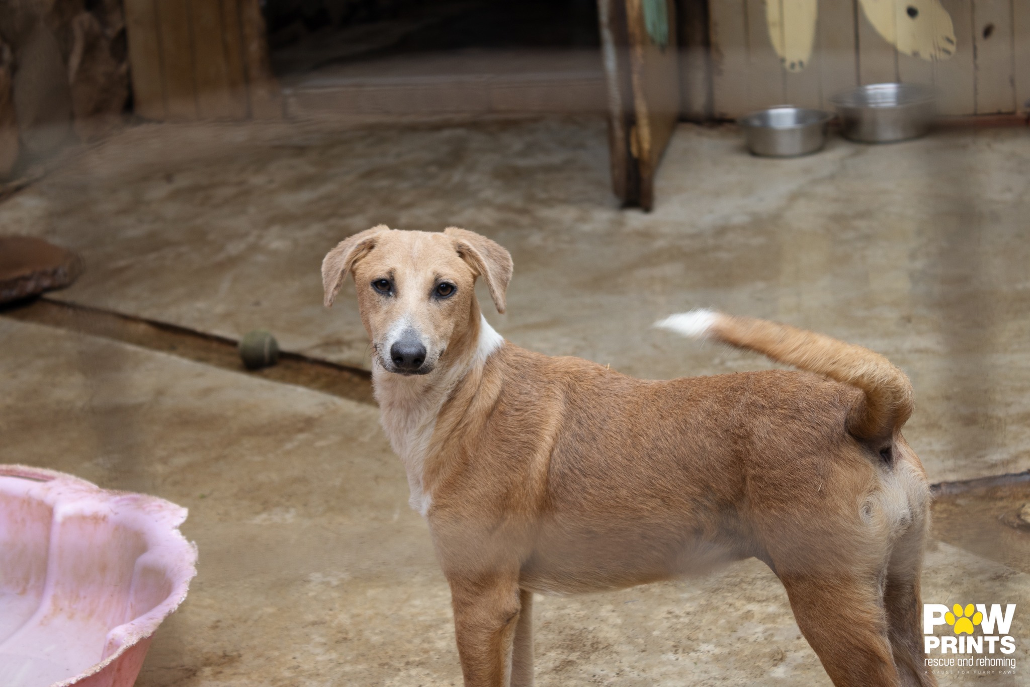 Adopt | Paw Prints Rescue & Rehoming