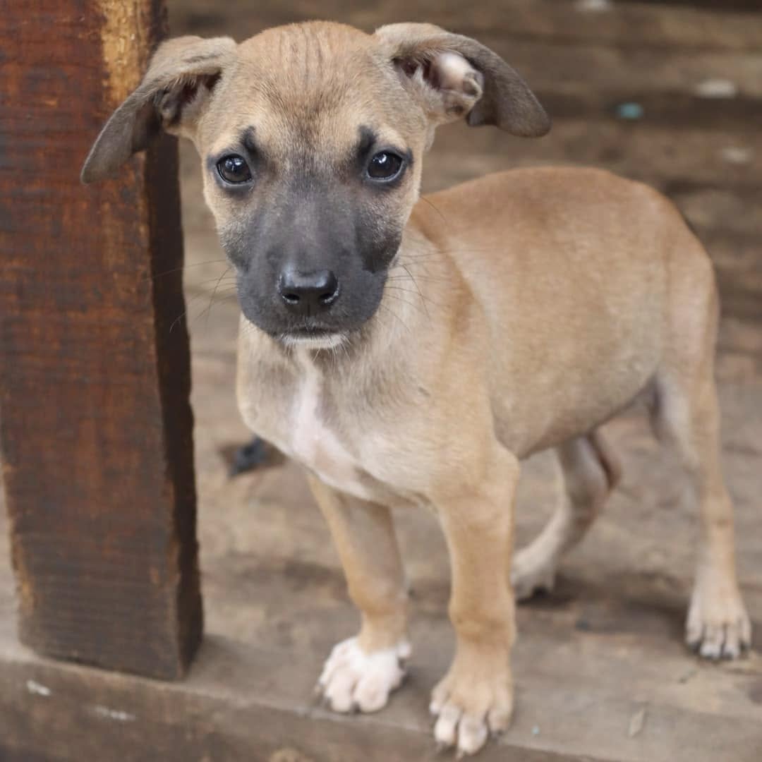 Adopt | Paw Prints Rescue & Rehoming