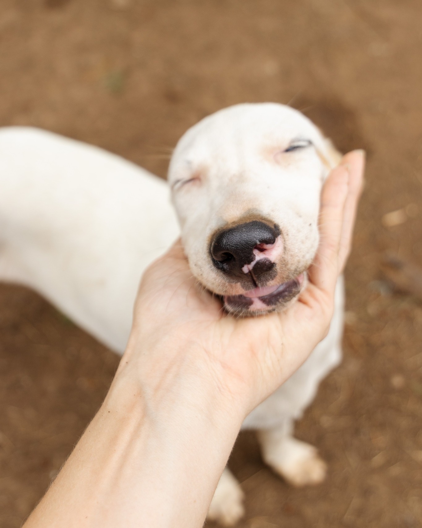 Adopt | Paw Prints Rescue & Rehoming