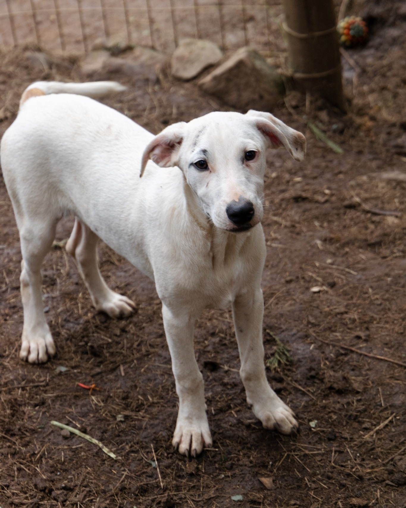 Adopt | Paw Prints Rescue & Rehoming